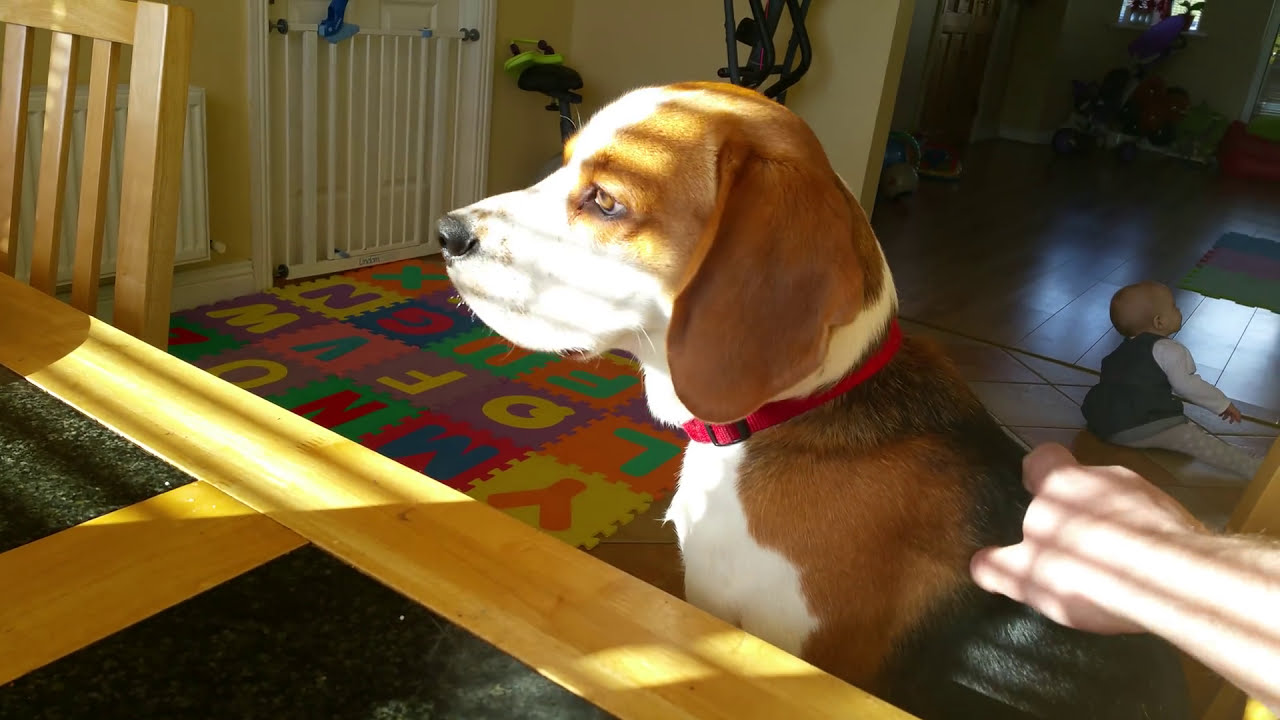 Smart beagle steals baby’s toy to trade for food