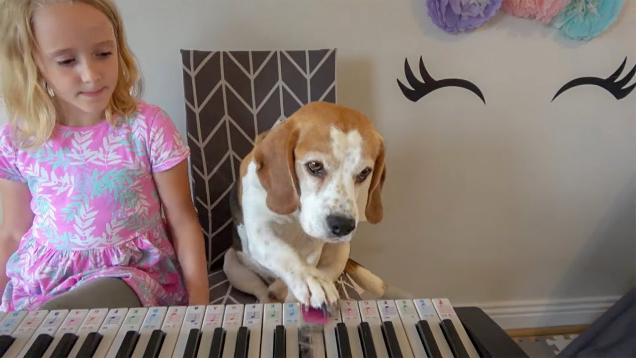 Little girl teaches her dog how to play keyboard