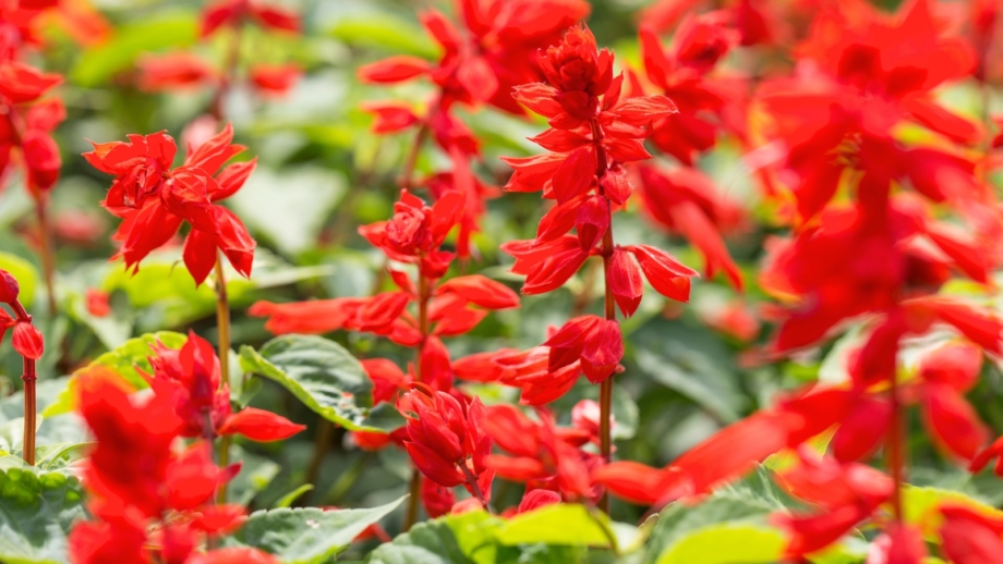 How to Plant, Grow, and Care For Scarlet Sage