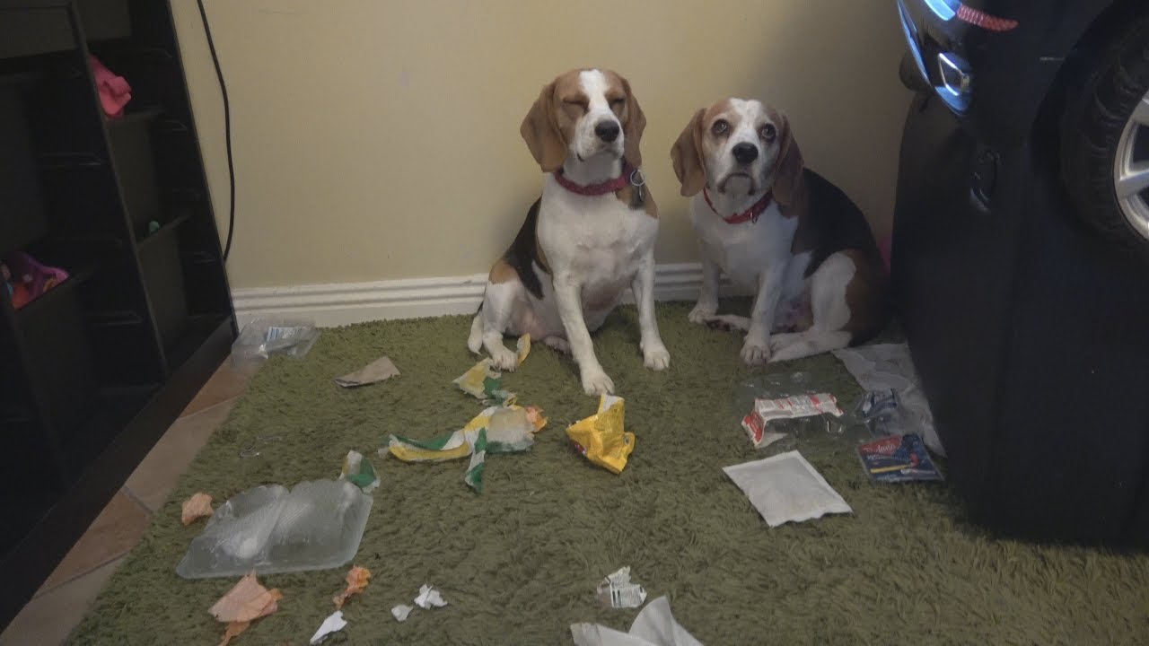 Which dog made the mess?