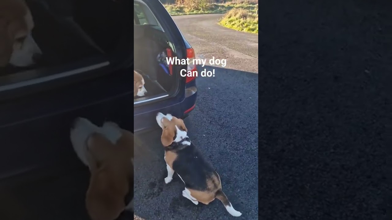 Comparing beagle skills to other dogs’ abilities