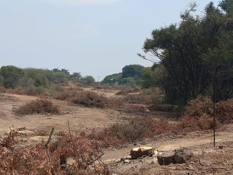 400 trees felled for elevated road work at Thoppur