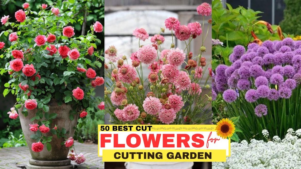 50 Best Cut Flowers for Cutting Garden