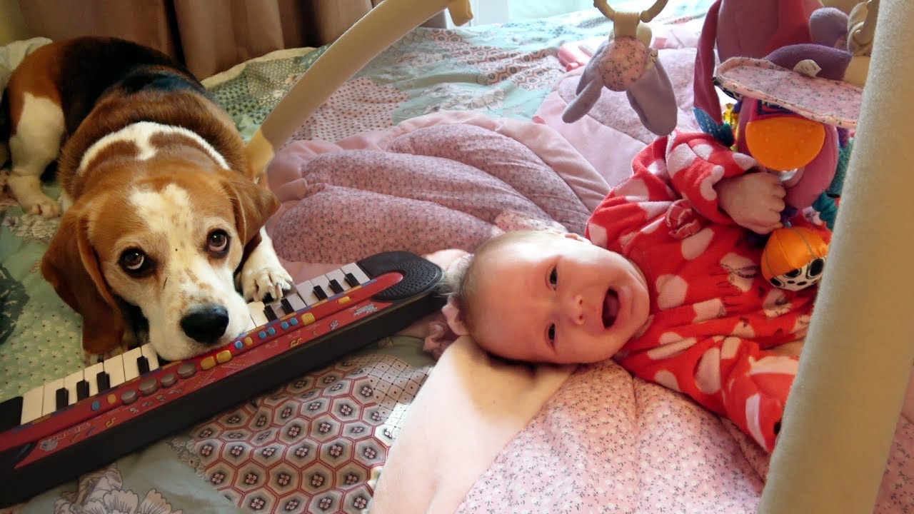 Beagle’s Piano Playing Makes Baby Cry