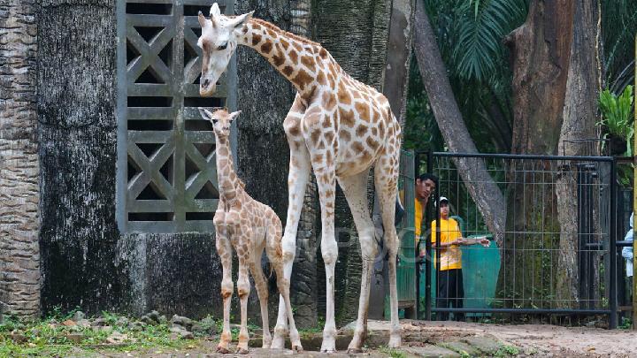 Taman Margasatwa Ragunan Buka Pada Hari Kedua Lebaran 2025