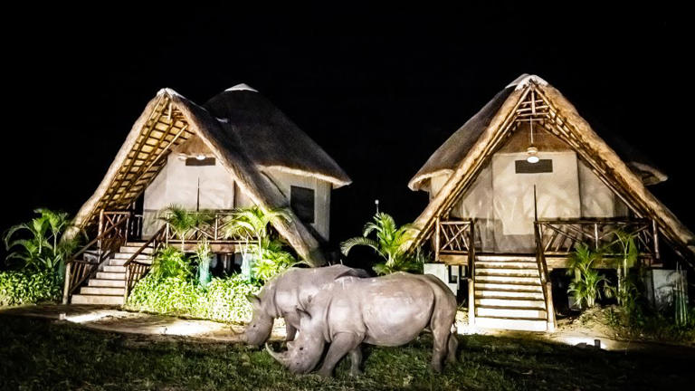 Rhinos went extinct in Uganda 40 years ago. Now, a private ranch is ...