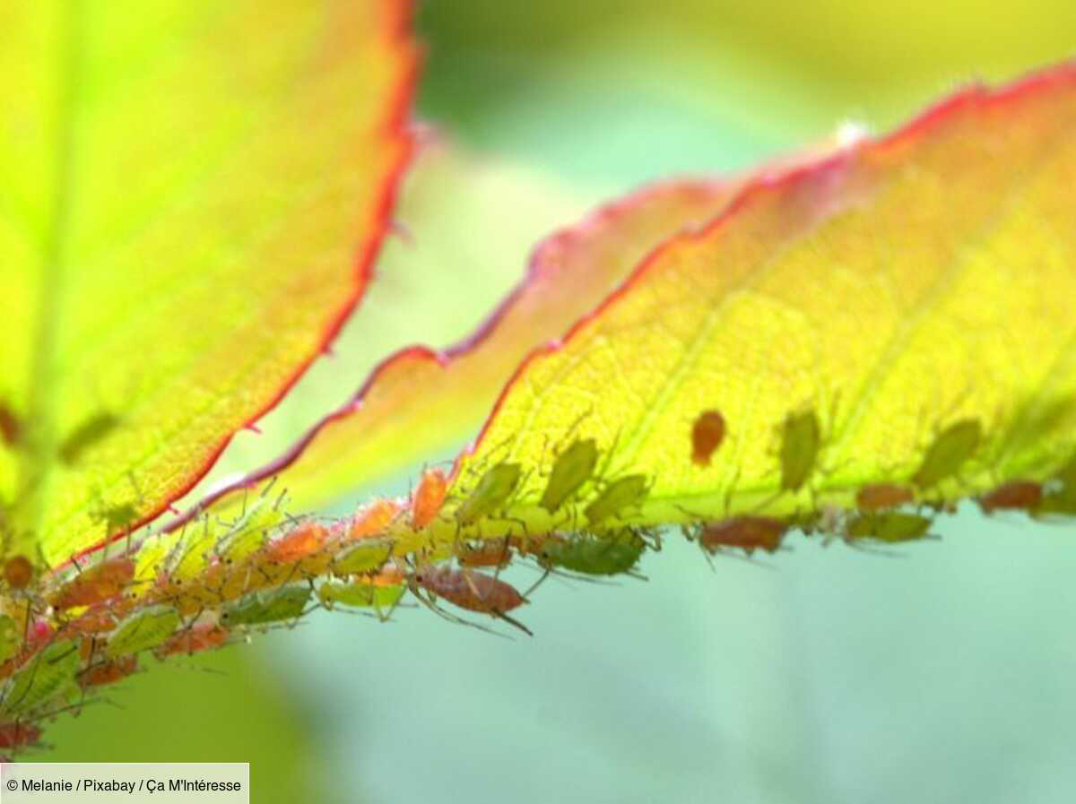 Voici les solutions naturelles pour protéger les rosiers des pucerons Voici les solutions naturelles pour protéger les rosiers des pucerons