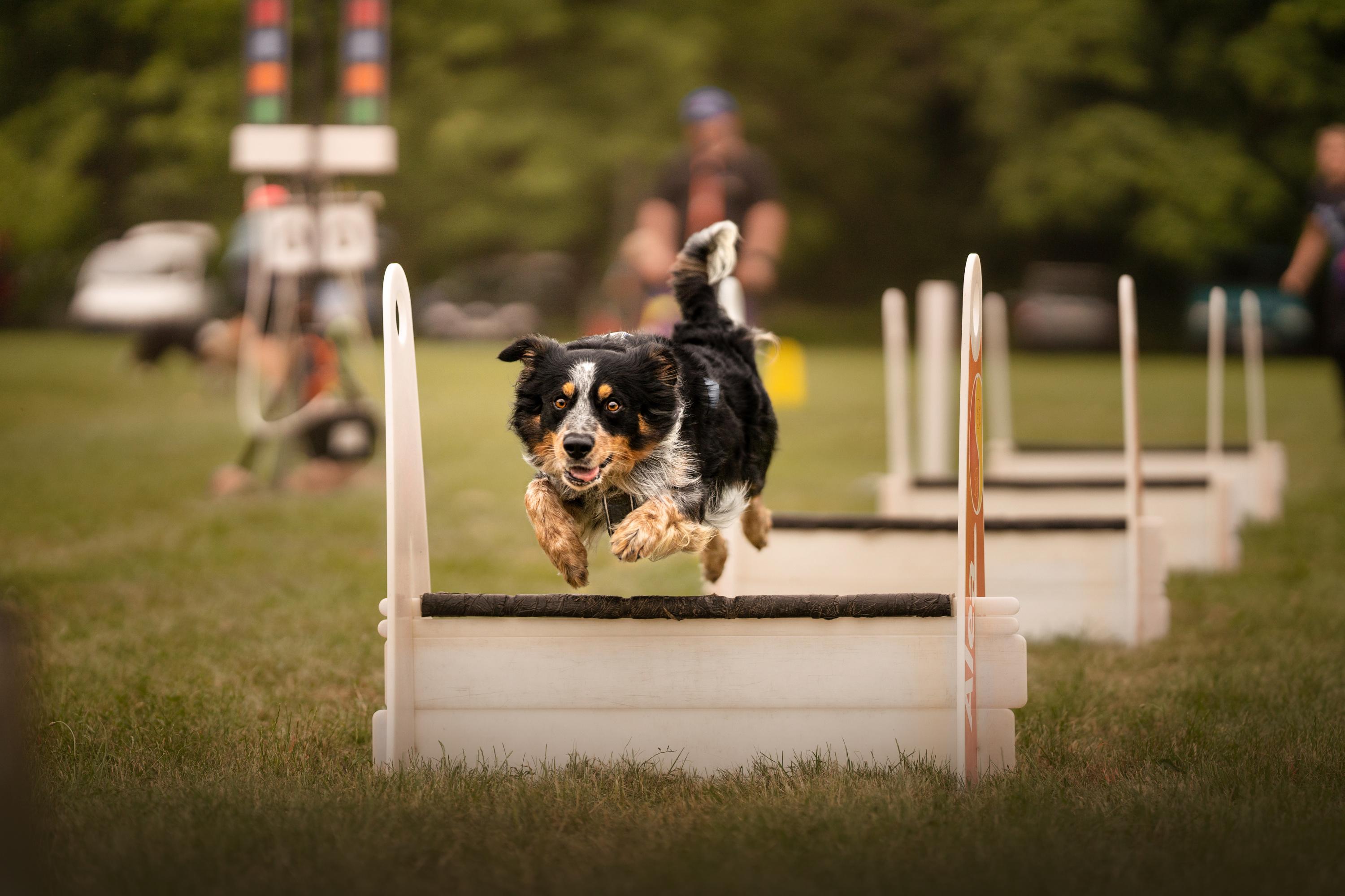 Flyball : en quoi consiste ce sport canin