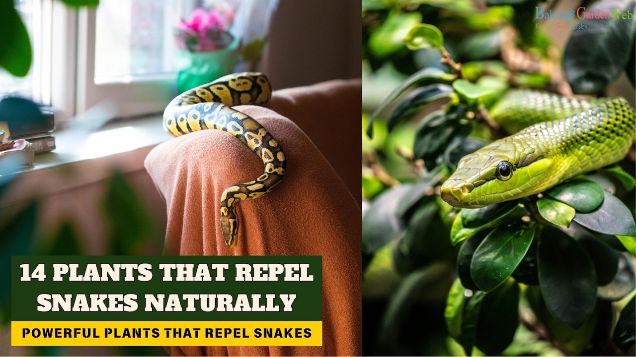14 Snake Repellent Plants ¦ Plants that Repel Snakes Naturally