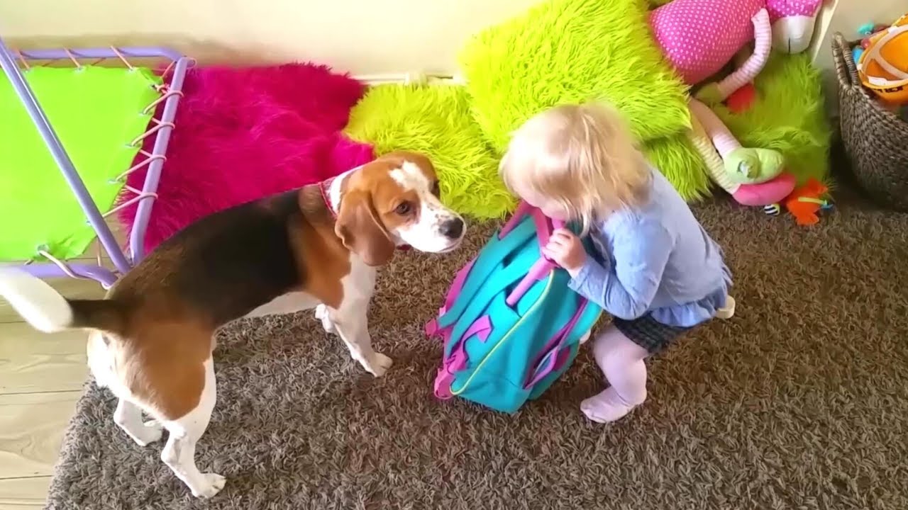 Funny beagle and baby clash over what to pack for school