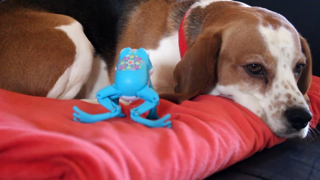 Beagle pranked with annoying frog toy