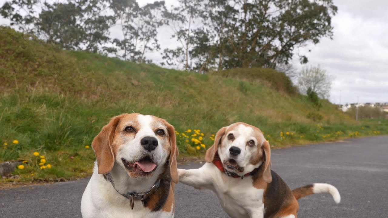 Beagles Love Running With the Kids