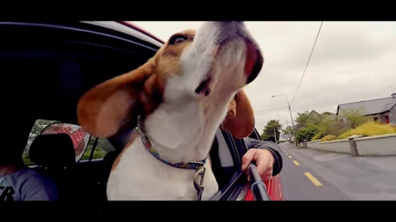 Dog uses radio like a tiny car DJ entertainer