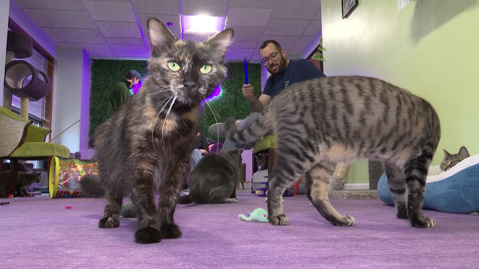 Cat Lady Café in South Bend celebrates 2-year anniversary