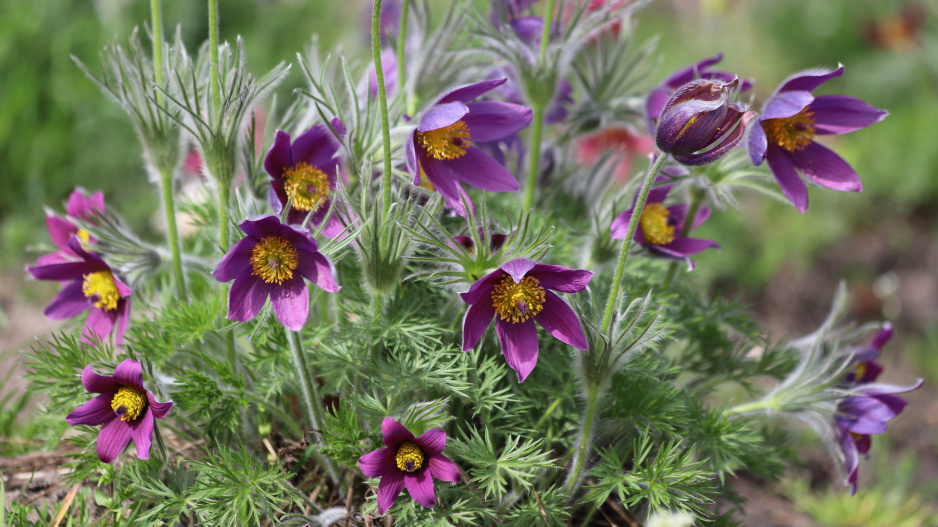 Nejkrásnější jarní rostliny: Svého favorita si vyberte mezi těmito ...