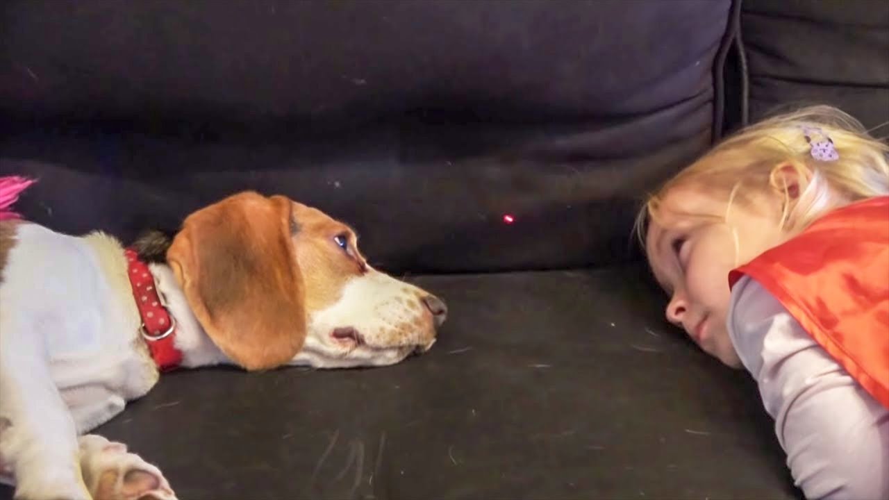 Puppy and girl chase laser pointer like mad