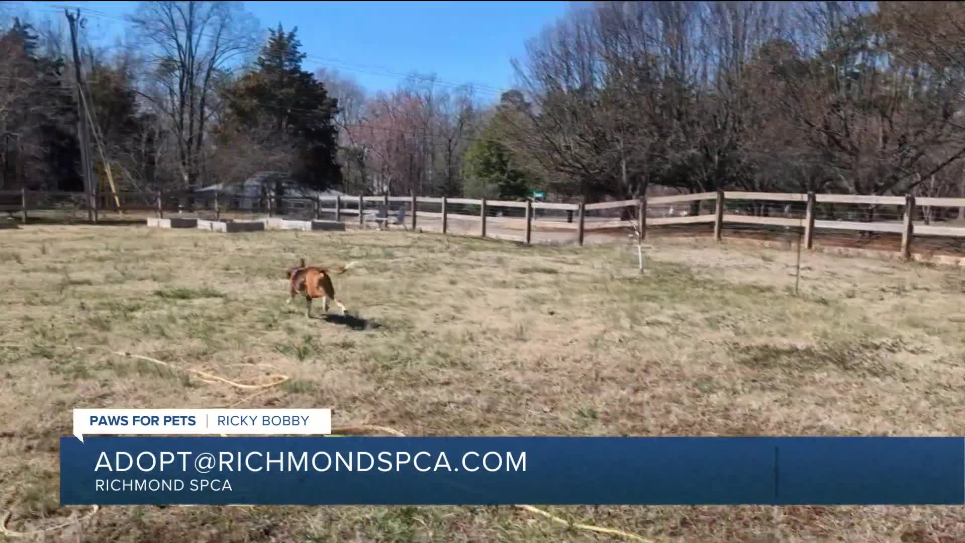 Paws for Pets: Ricky Bobby, a sweet hound who loves to play in water ...