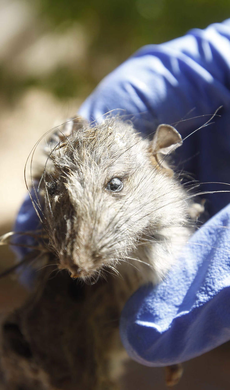 How do you get rid of roof rats? Here's how to tell if you have them