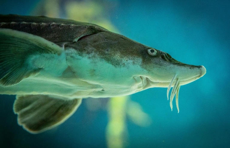 Pez esturión, coloso de las aguas y joyas del apetecible caviar