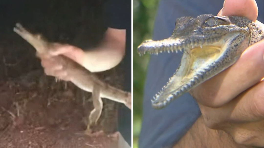 Terri Irwin blasts Katter party's 'sloppy, lazy' croc cull law