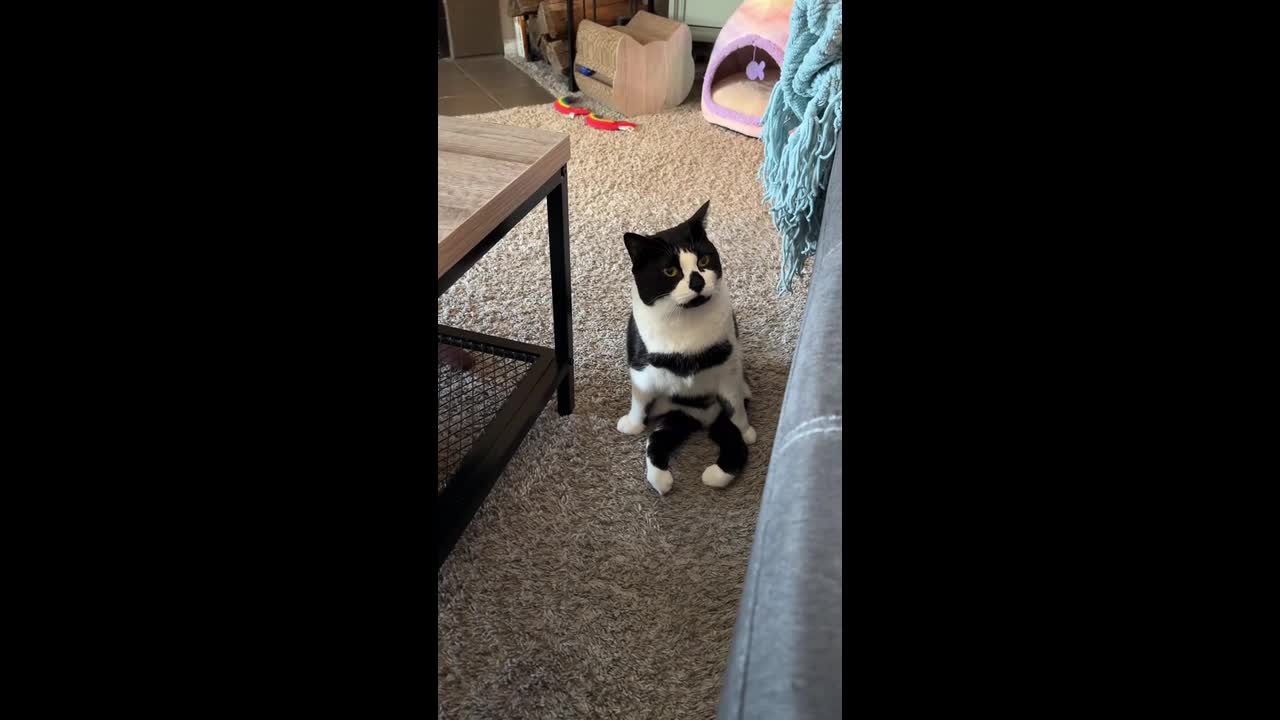 Cat stares at couch in Marlton, New Jersey, USA