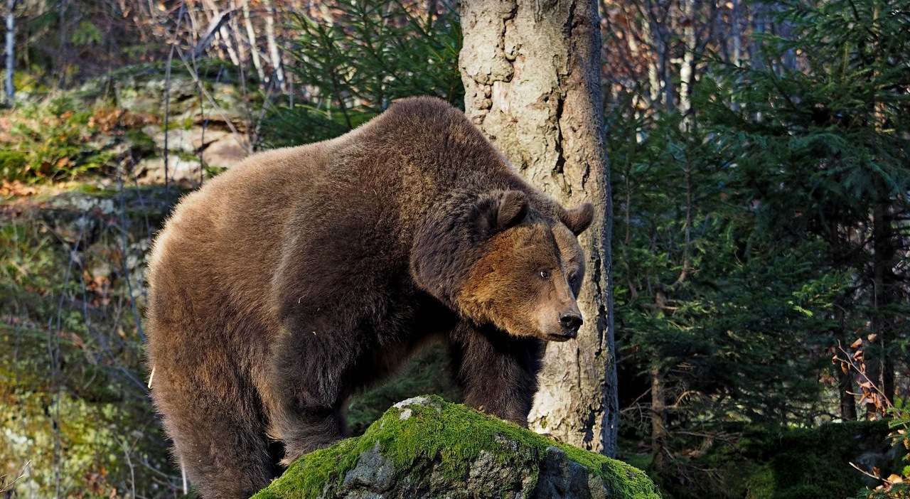 Uomo trovato morto nella foresta: dall'esame delle ferite sembra sia stato ucciso da un orso