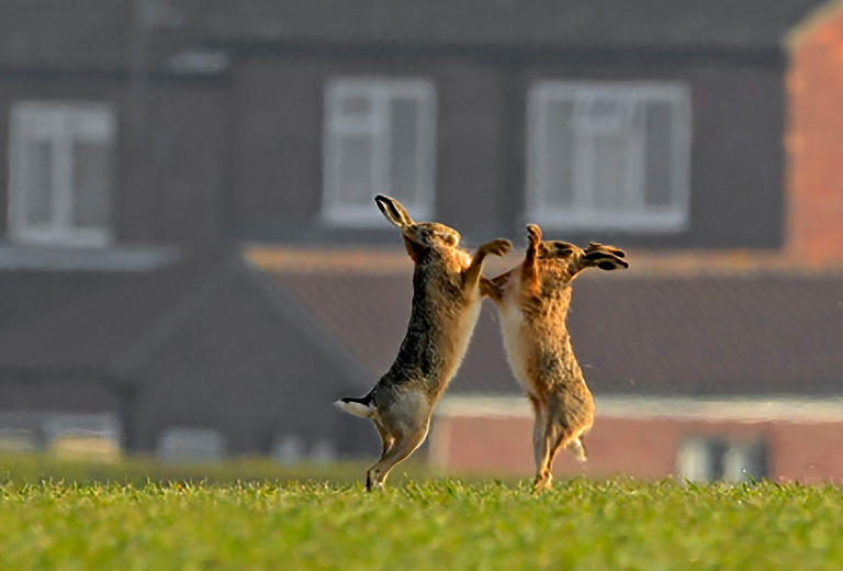 Warwickshire wildlife ‘detectives’ needed for spring mammal survey