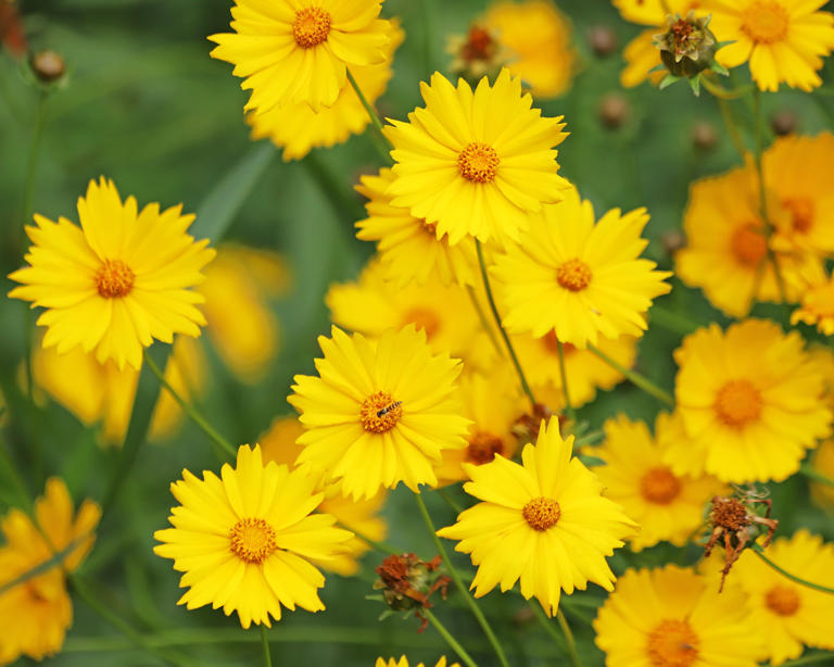 7 flowering perennials that thrive on neglect – for a beautiful "plant ...
