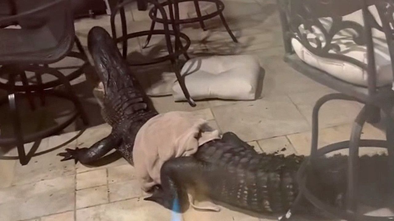 Deputies and animal handler wrangle gator crawling on Louisiana couple ...