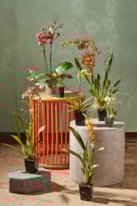 3 Plant Classes to Cultivate Your Inner Botanist in the DC Area