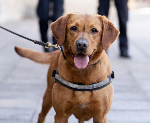 More drugs lines smashed as British Transport Police teams up with ...