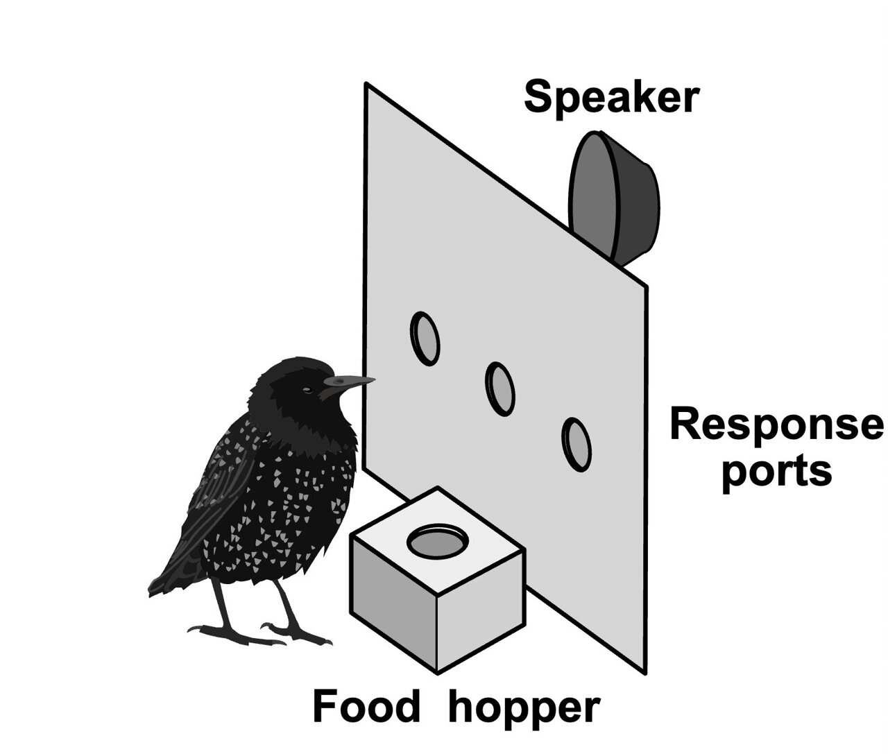 How perceptions are influenced by expectations: Songbird study draws ...