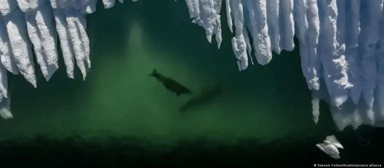 Las profundidades de la Antártida suenan como "naves espaciales"