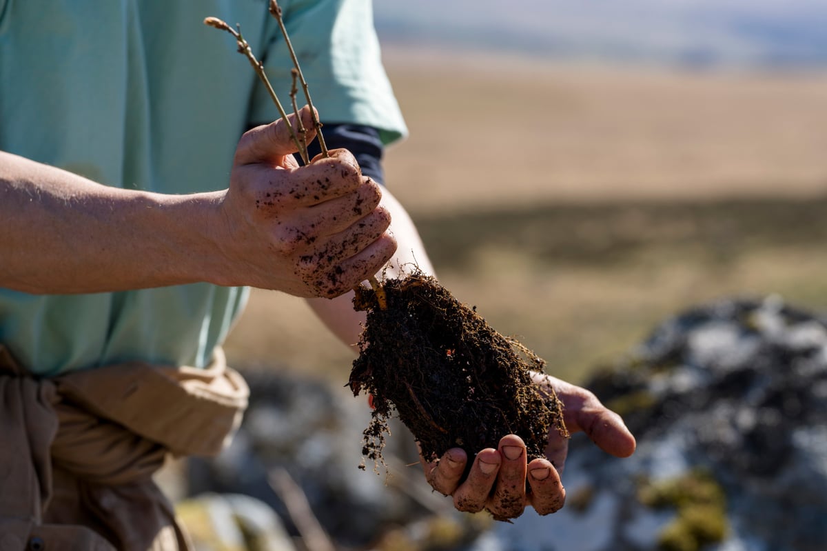 First trees planted in effort to expand ‘iconic’ temperate rainforest site