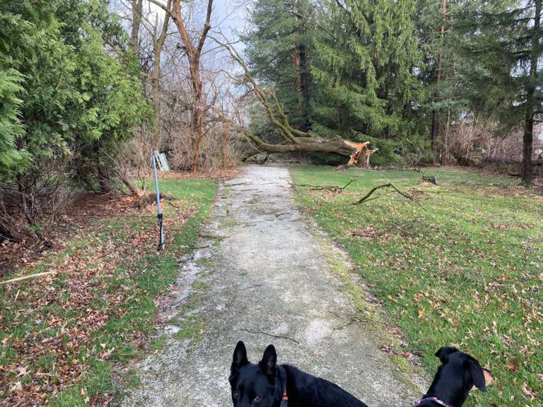 PHOTOS: Strong storms knock down trees, damage homes in Northwest Indiana