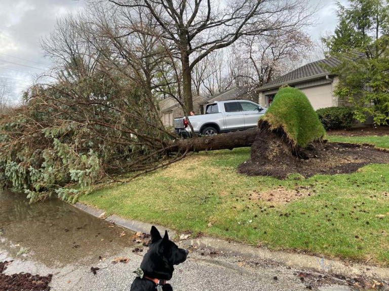 PHOTOS: Strong storms knock down trees, damage homes in Northwest Indiana