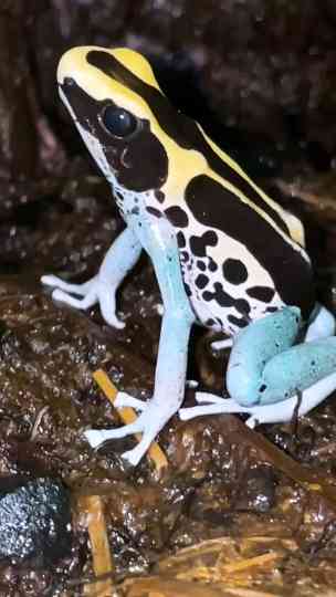 What makes a Poison Dart Frog Poisonous