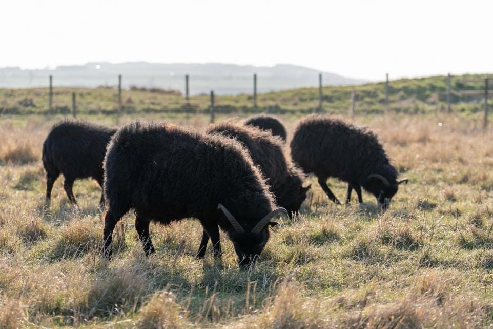Rare-breed sheep, sand, Christmas trees are protecting St. Andrews from ...
