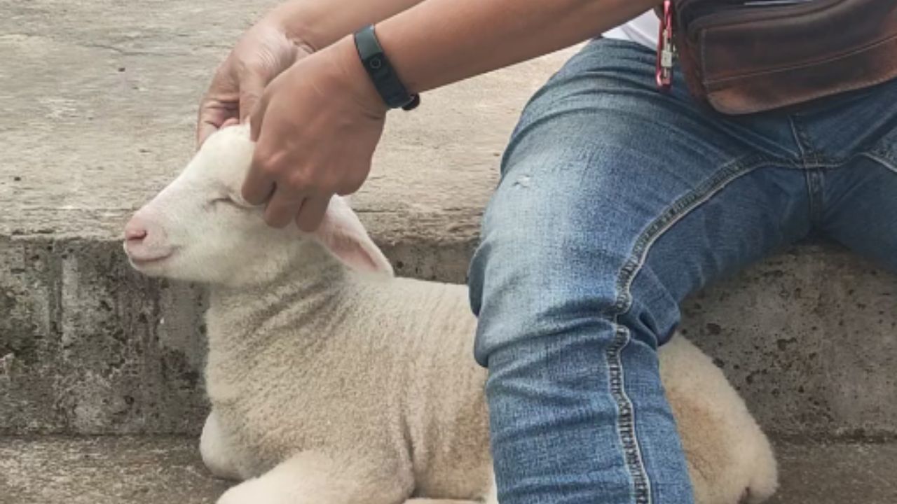 Baby sheep soaks up pure bliss as gentleman gives it a relaxing massage