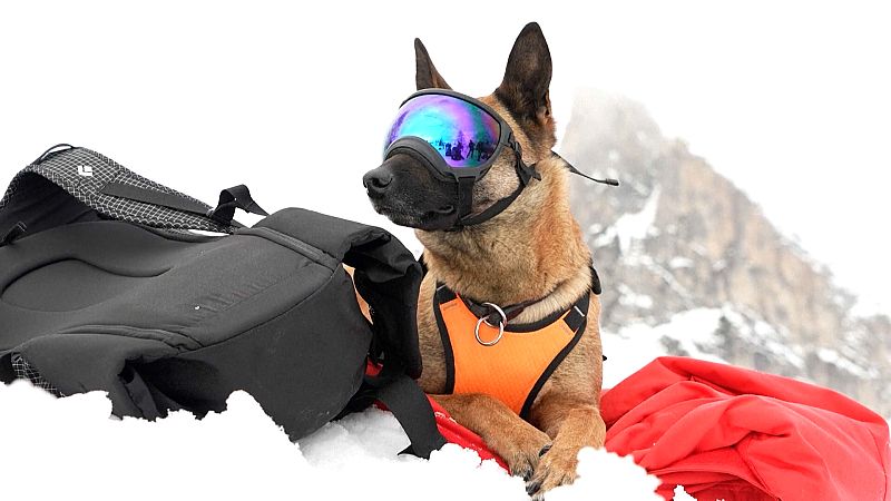 Behind the scenes with alpine rescue dogs ready to save lives