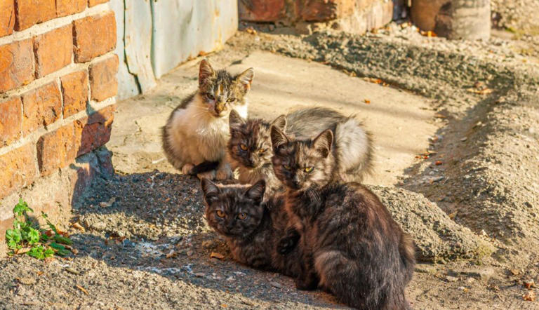 What is a Group of Cats Called?