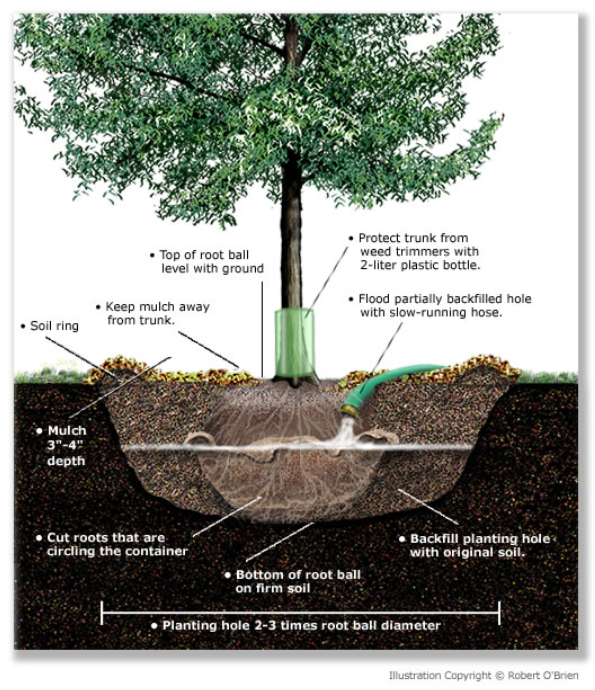 Scrub Hub: Are Indiana homeowners planting trees the wrong way? The ...