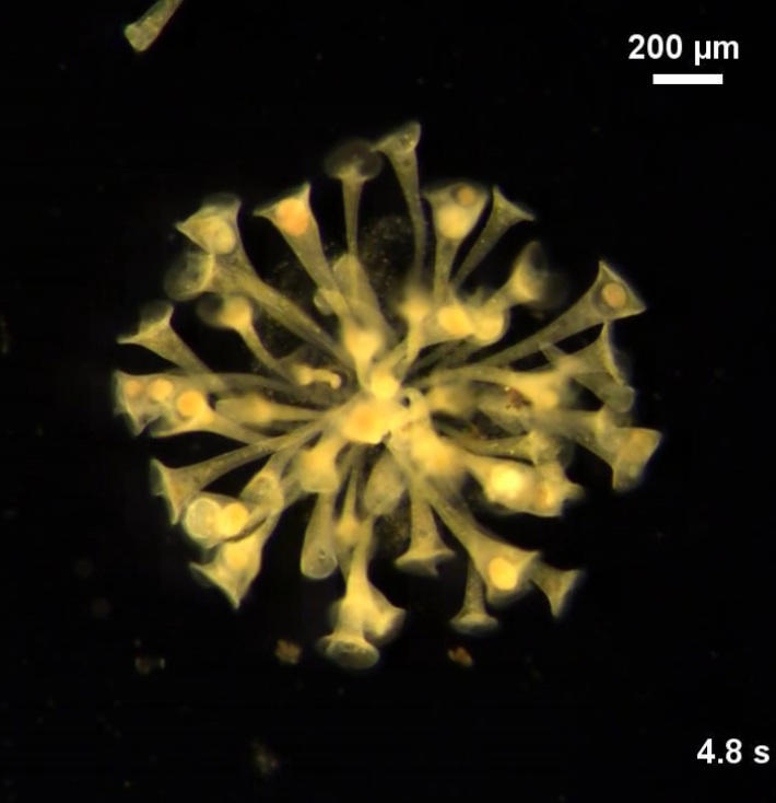 2.5 billion years ago hunger forced single cells into multicellular ...