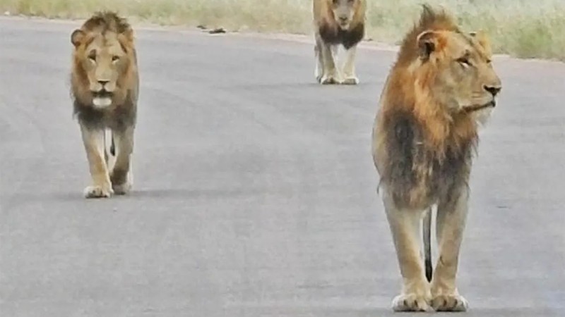 Majestic comeback: oldest male lion in the Kruger National Park returns ...