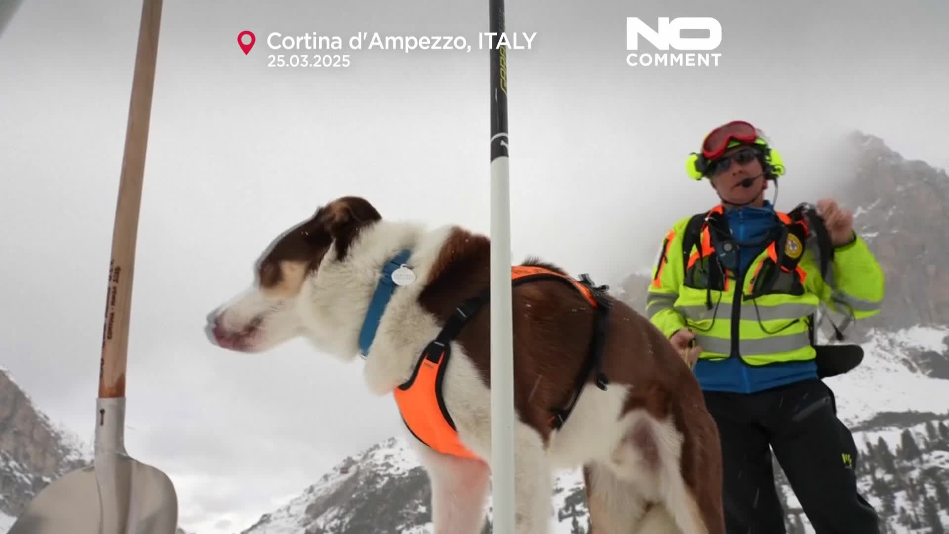 Behind the scenes with alpine rescue dogs ready to save lives