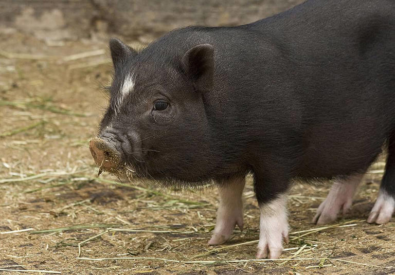 A Gene-Edited Pig Liver Was Hooked to a Human for 10 Days and It ...