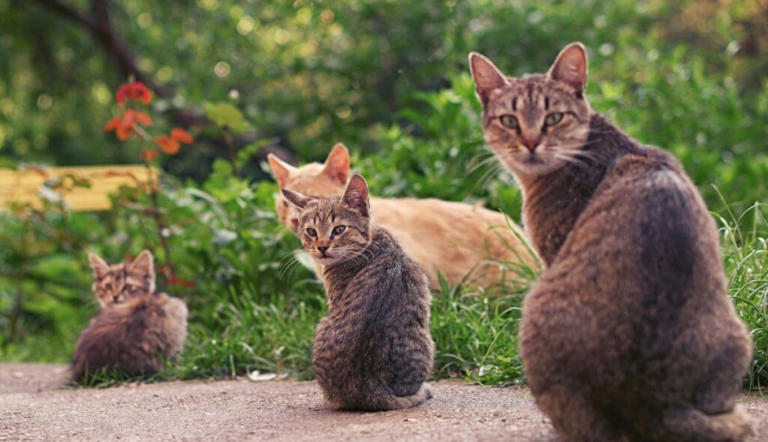 What is a Group of Cats Called?