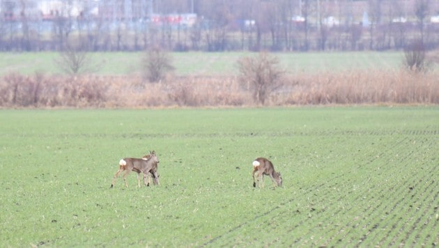 Auto überschlug sich, weil Reh auf Straße lief