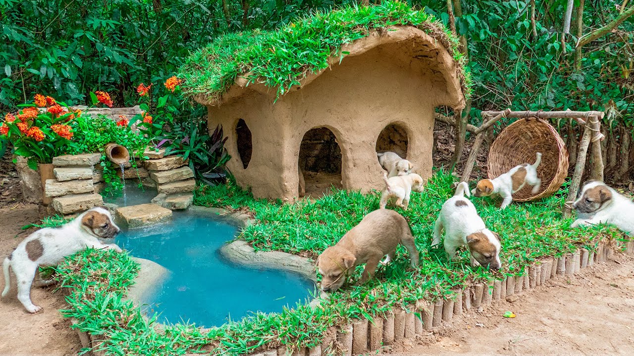Rescued puppies find safety in a hand-built mud house with a waterfall pool