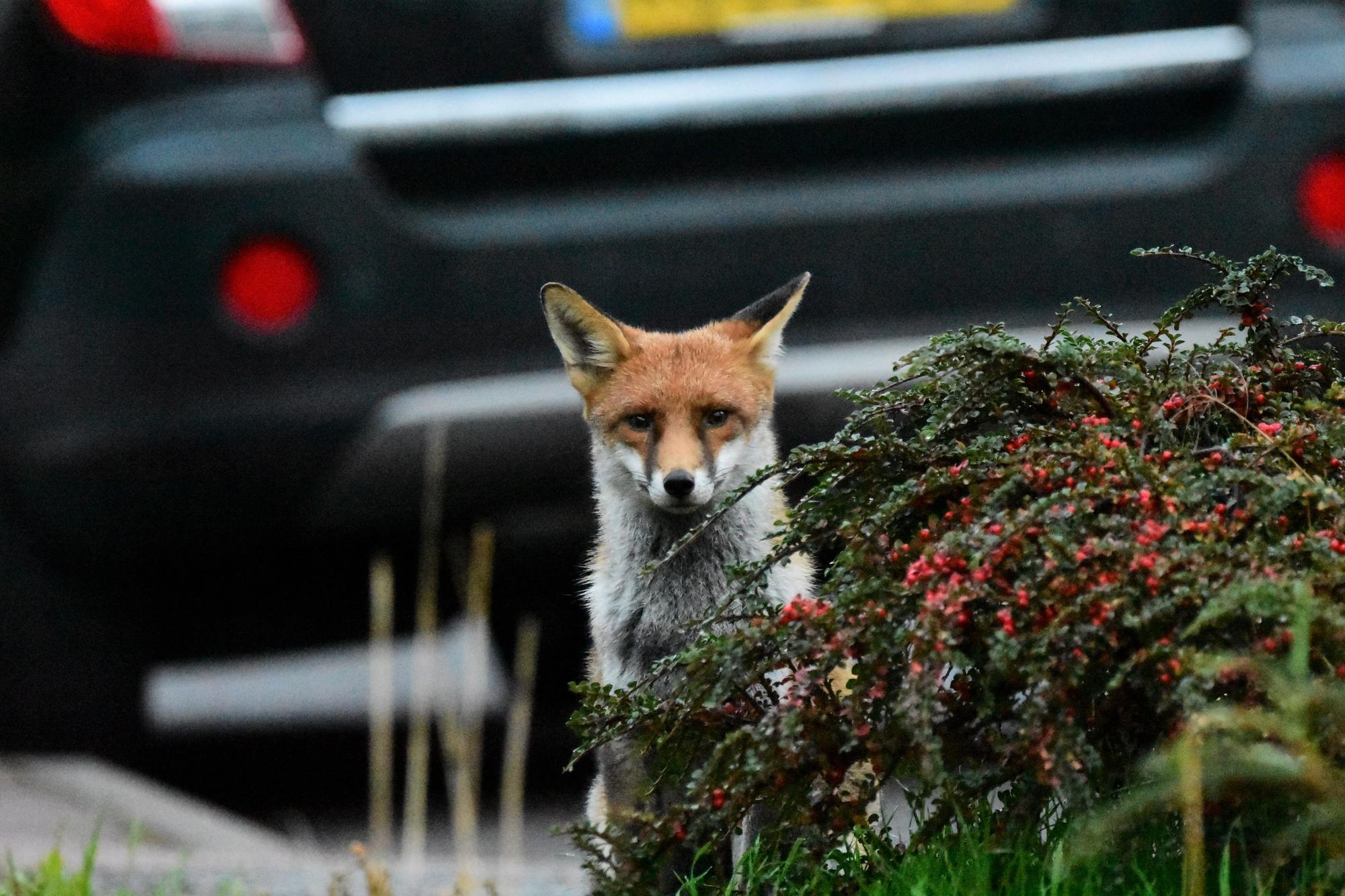 Warwickshire wildlife ‘detectives’ needed for spring mammal survey